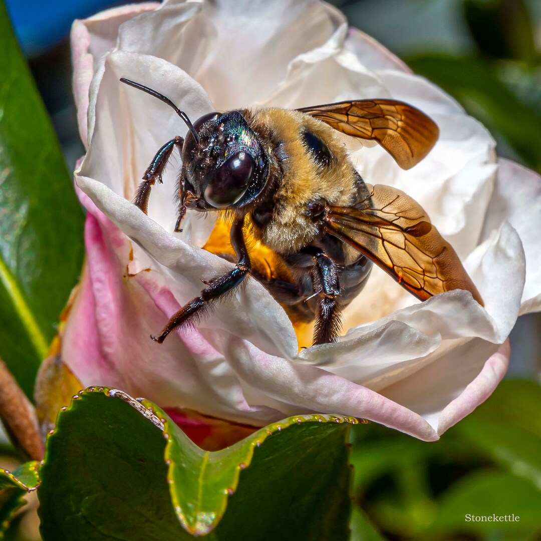Carpenter Bee #1 Print - Etsy