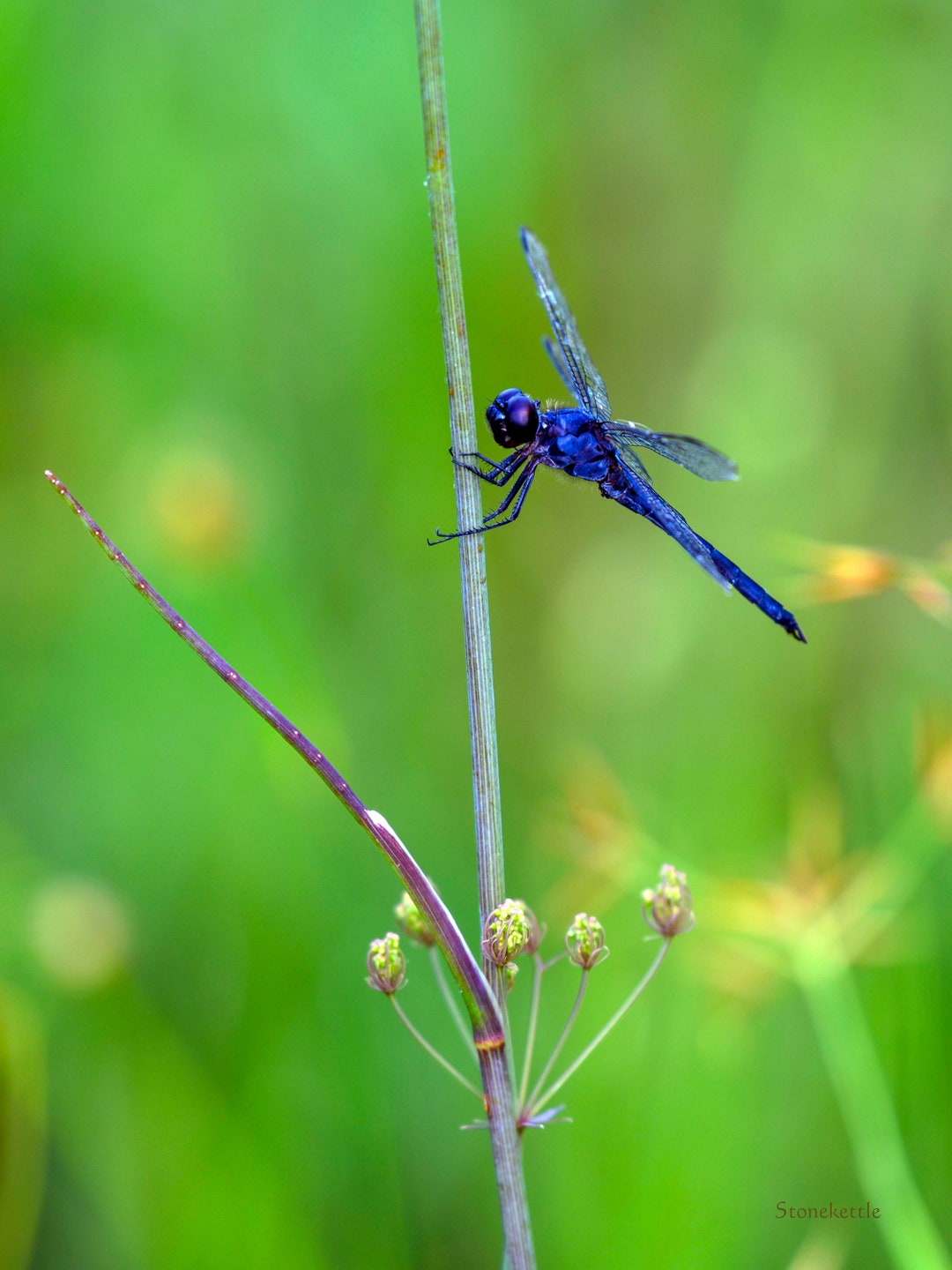 Dragonfly #8 Print - Etsy