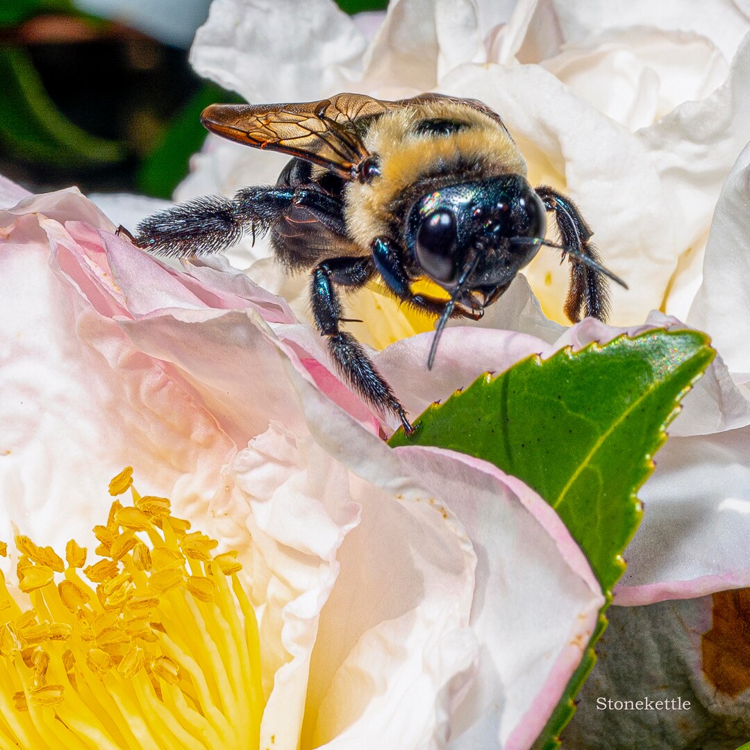 Carpenter Bee #8 Print - Etsy