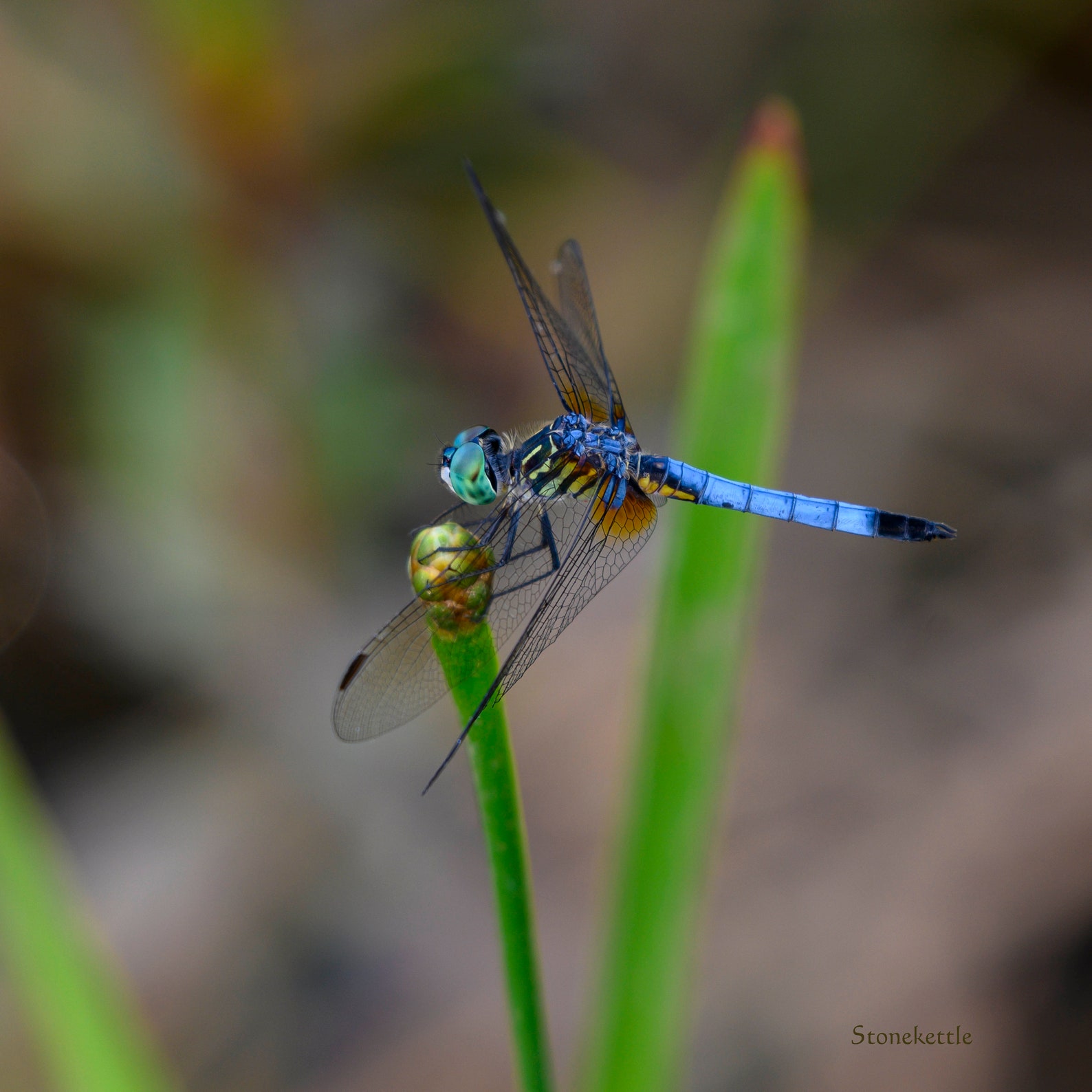 Dragonfly 10 Print - Etsy