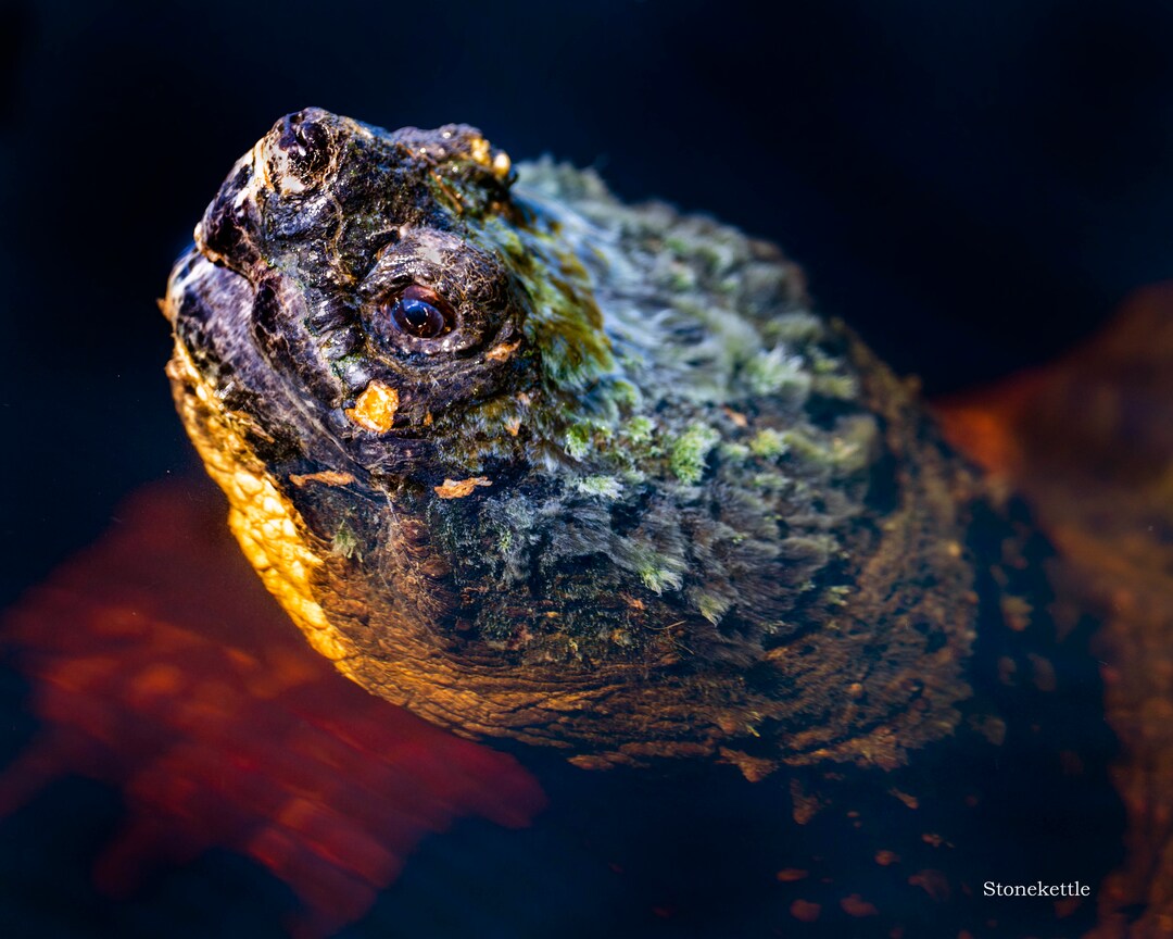 Snapping Turtle #1 Print - Etsy