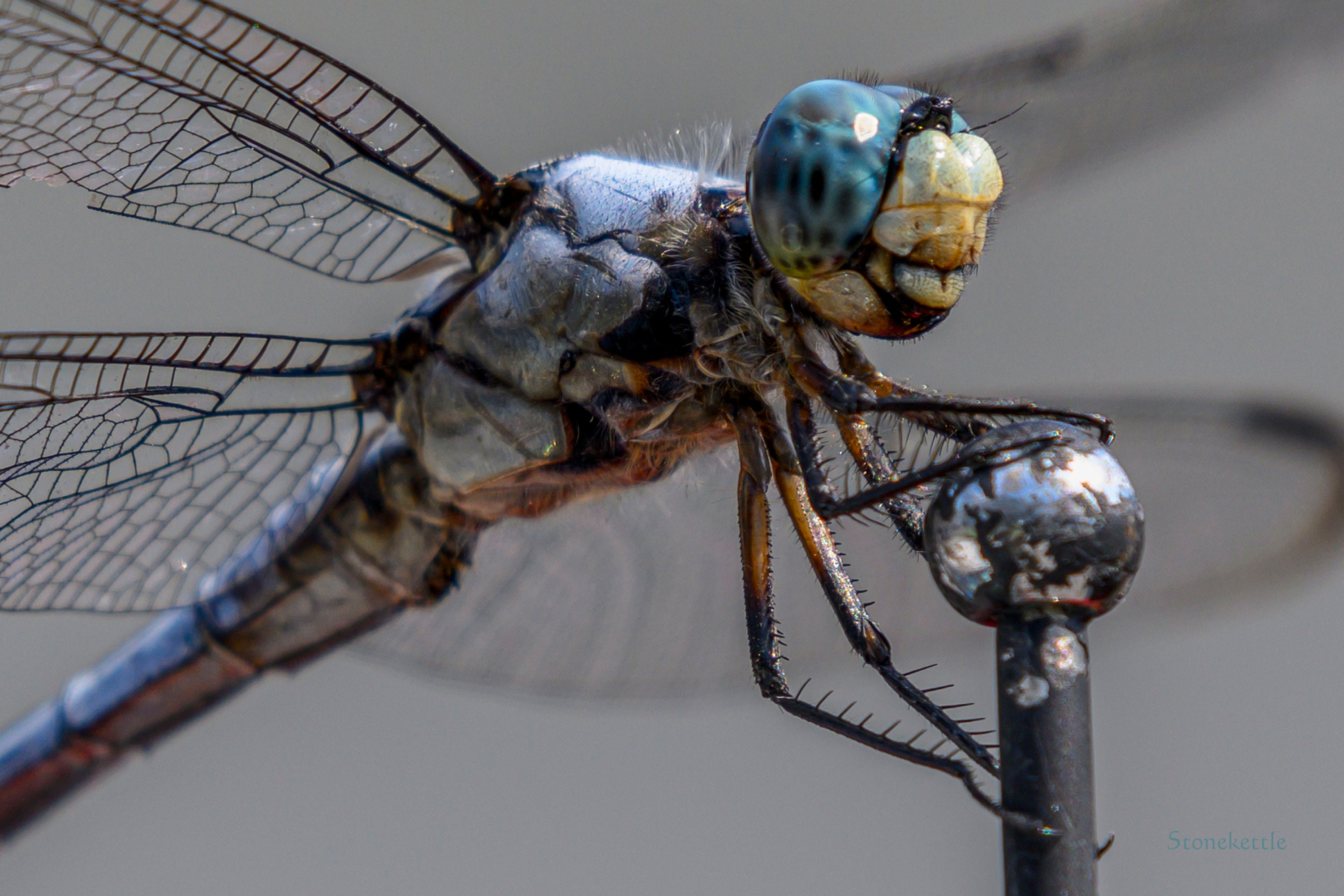 Dragonfly 27 Print | Etsy