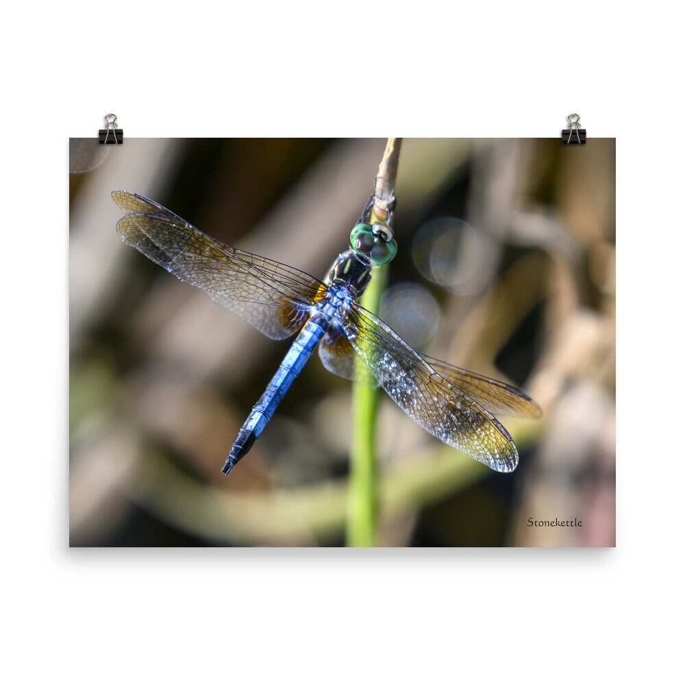 Dragonfly 4 Print - Etsy