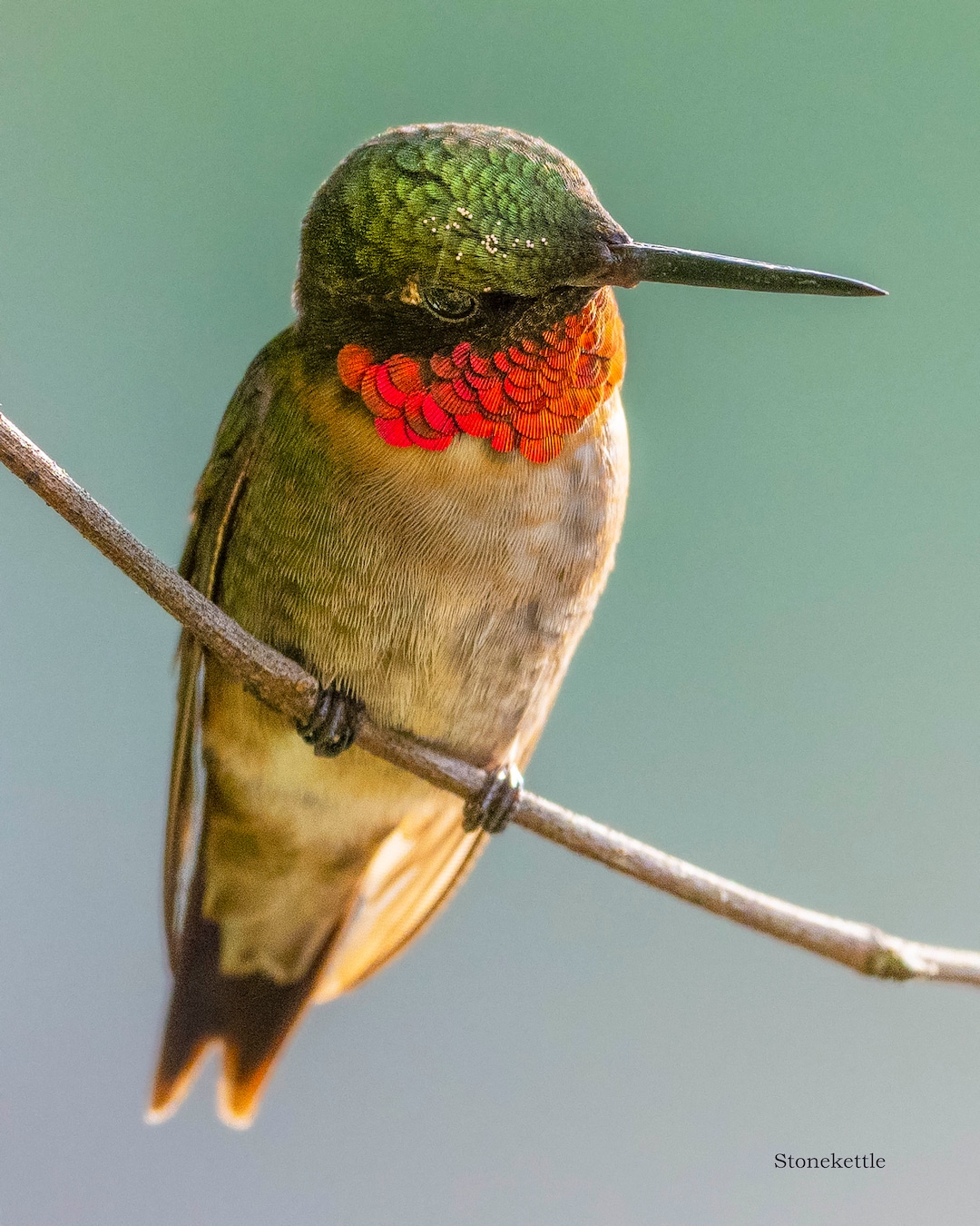 Male Ruby Throated Humming Bird #232 METAL Print - Etsy