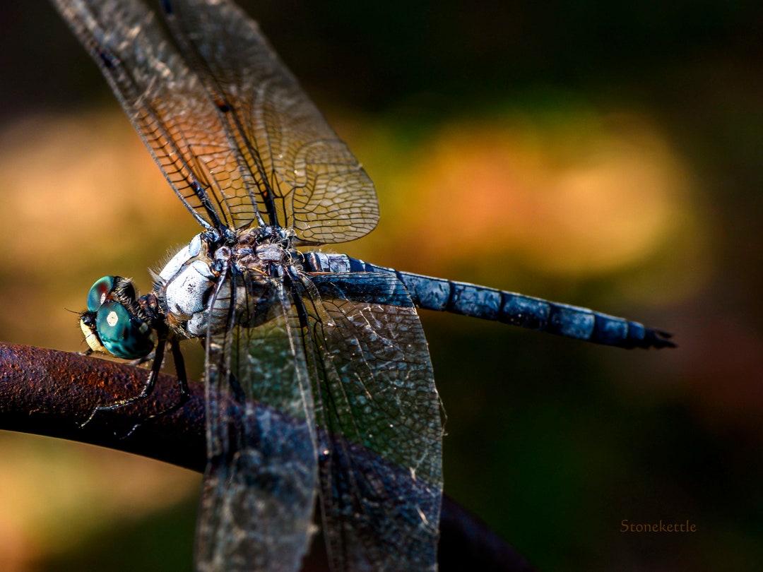 Dragonfly #34 Print - Etsy