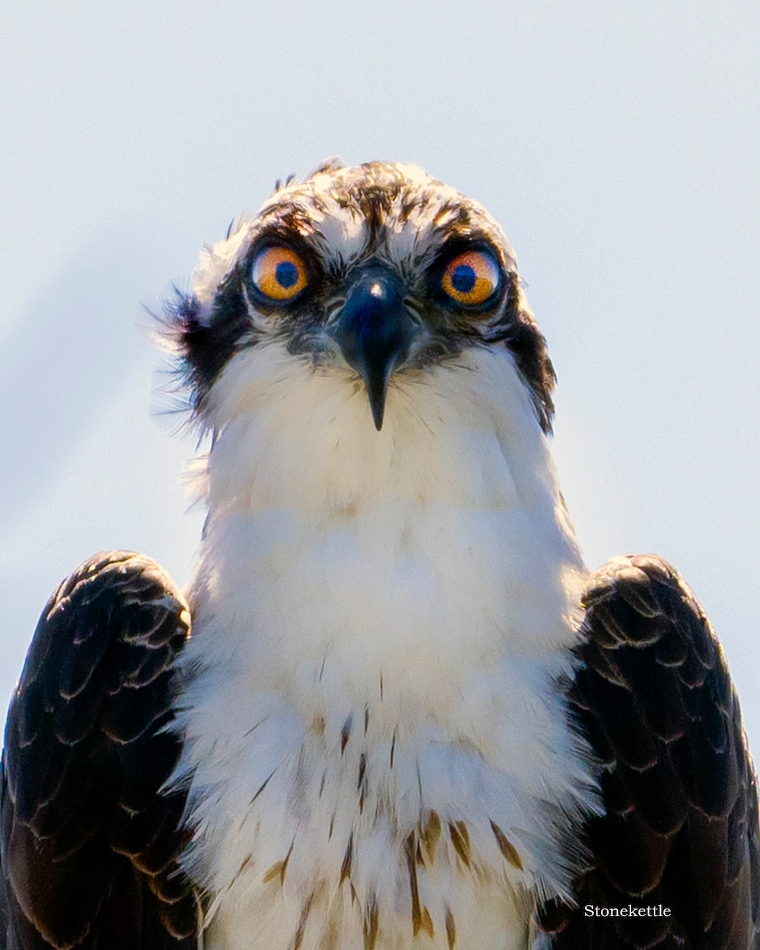 Osprey #151 CANVAS - Etsy