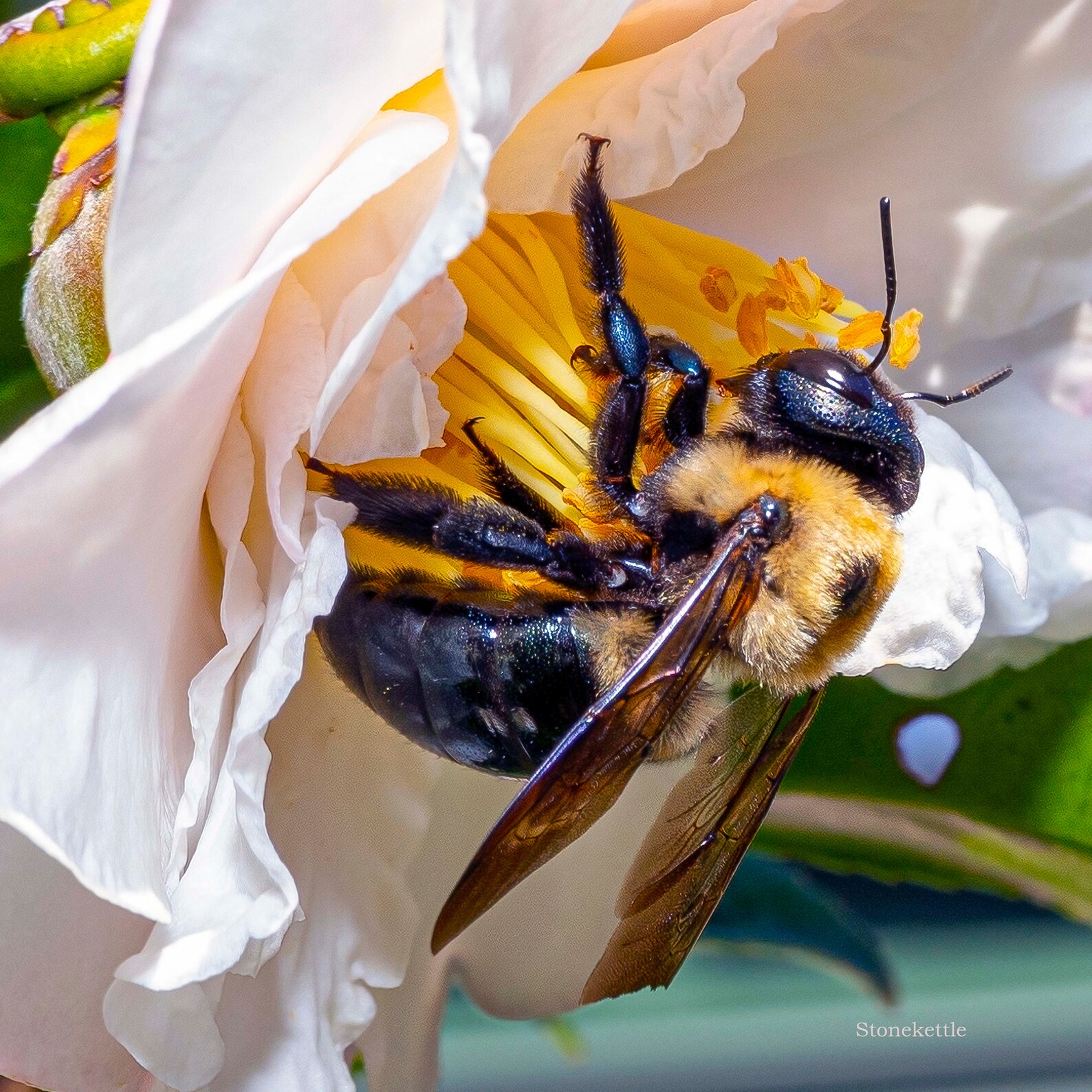 Carpenter Bee 2 Print - Etsy