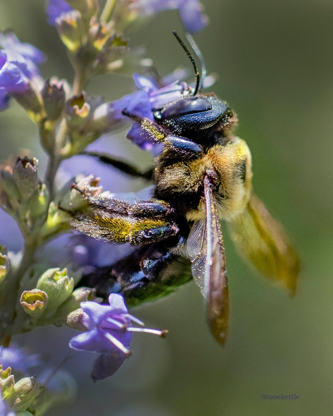 Carpenter Bee #205 Pint - Etsy