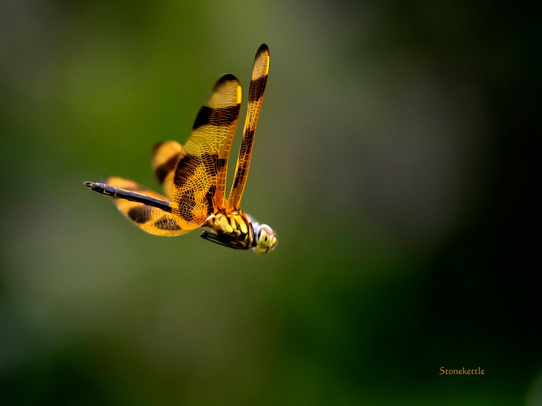 Libelle #102 Print (groß) - Etsy Schweiz