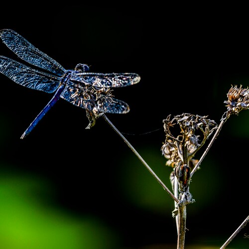 Dragonfly 8 Print - Etsy