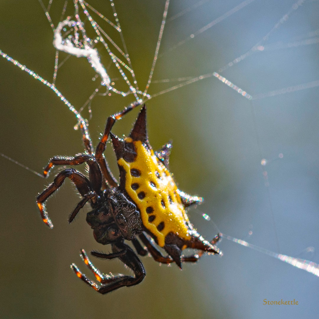 Spiny Orb Weaver #2 Print - Etsy