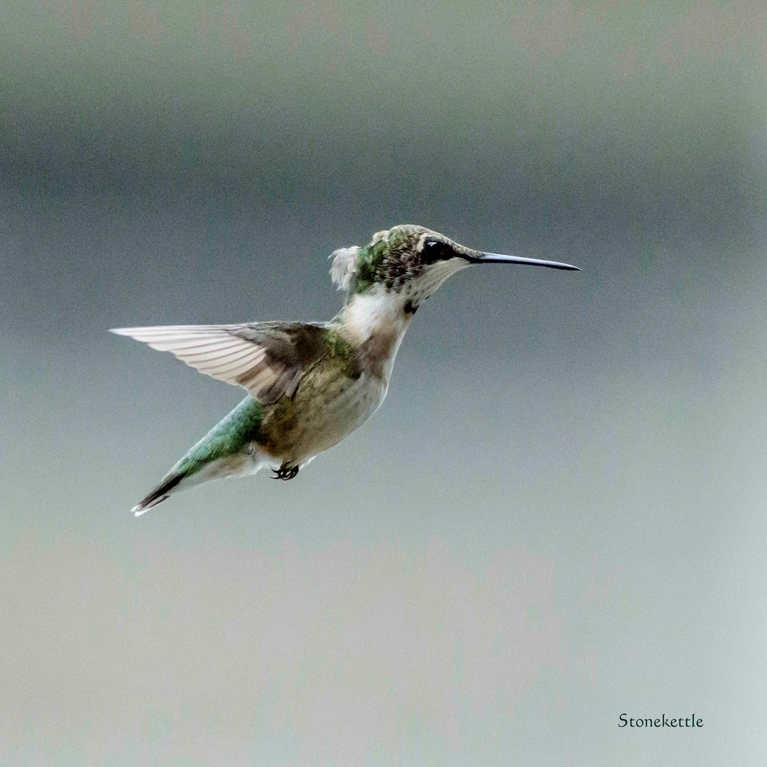 Hummingbird #1 Print (enlarged Square) - Etsy