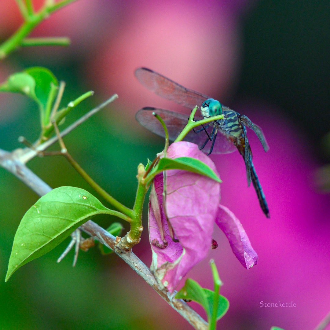 Dragonfly #30 Print - Etsy