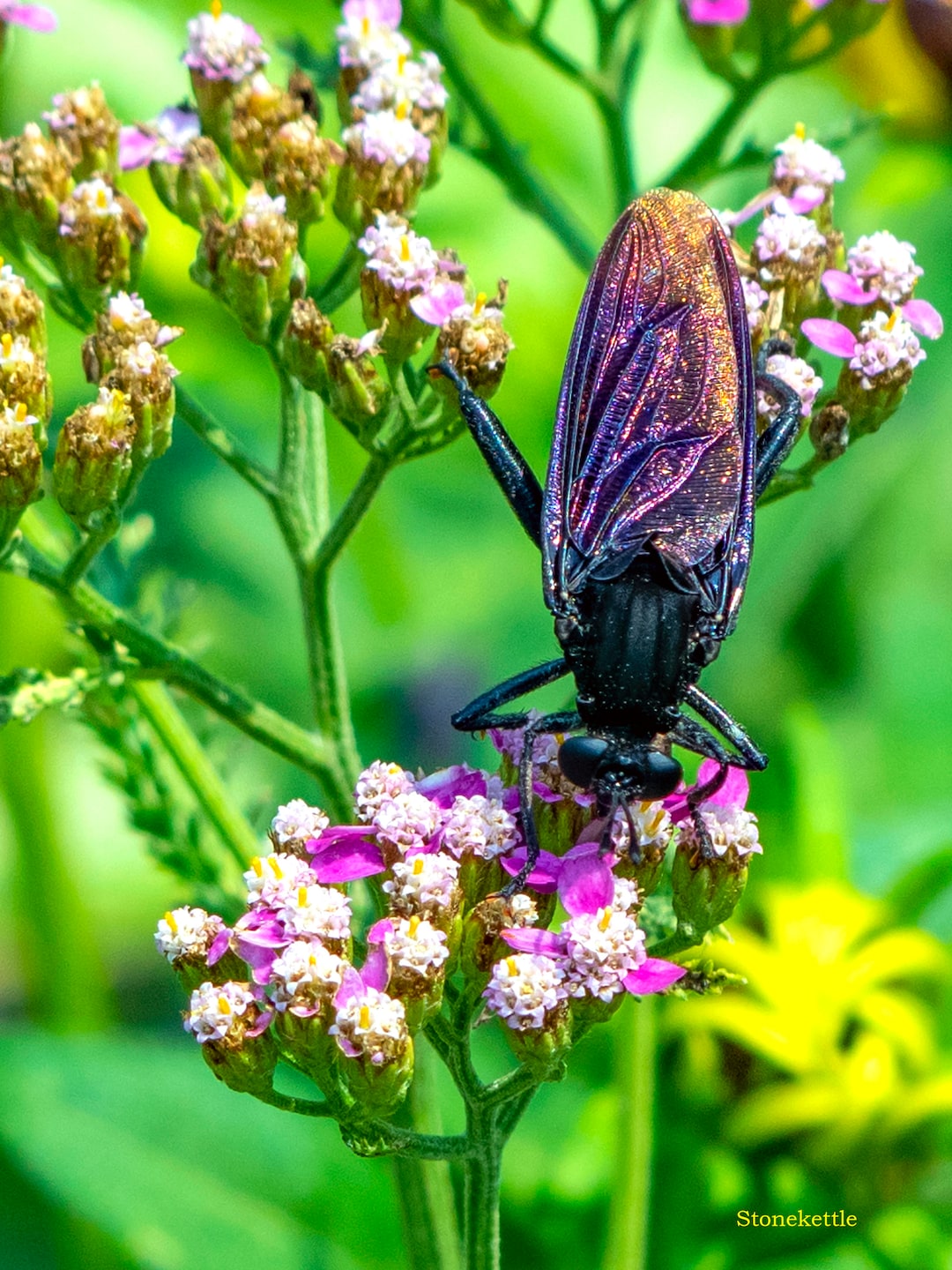 Mydas Fly #1 Print - Etsy