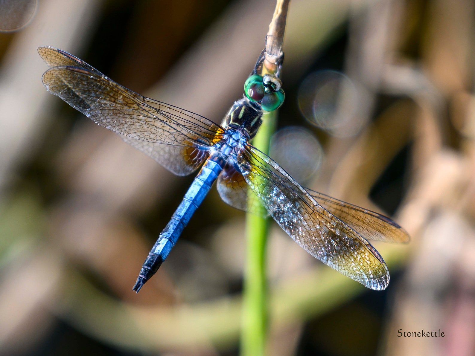 Dragonfly 4 Print - Etsy