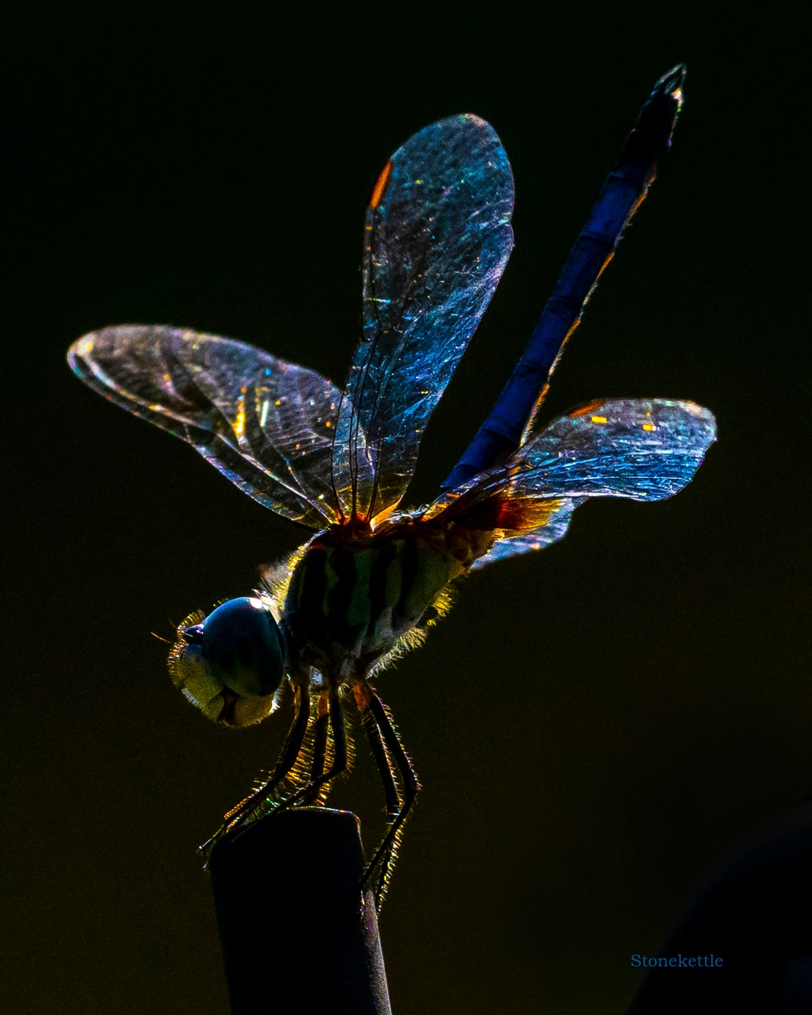 Dragonfly #510 Print - Etsy