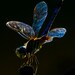 Dragonfly #510 Print - Etsy