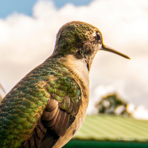 Hummingbird Portrait Wood Mounted Print of Mixed Media Folk - Etsy