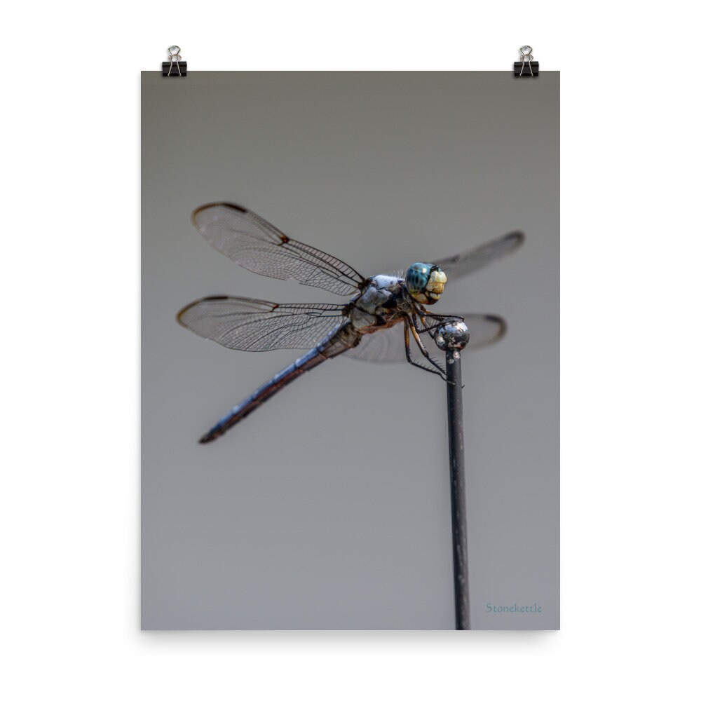 Dragonfly 26 | Etsy