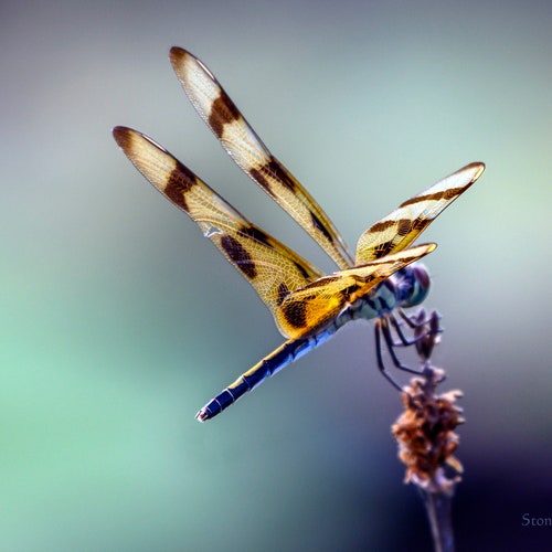 Dragonfly 8 Print - Etsy