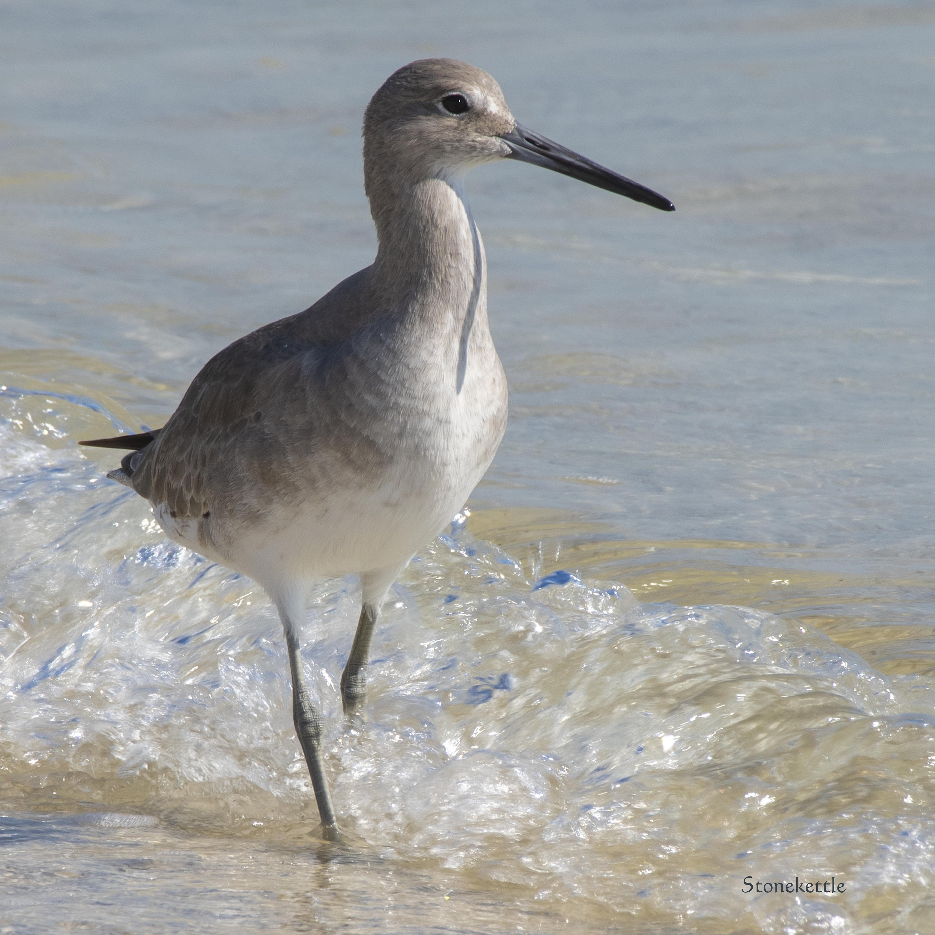 Willet 2 Print - Etsy