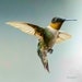 Hummingbird #2 Print (square) - Etsy