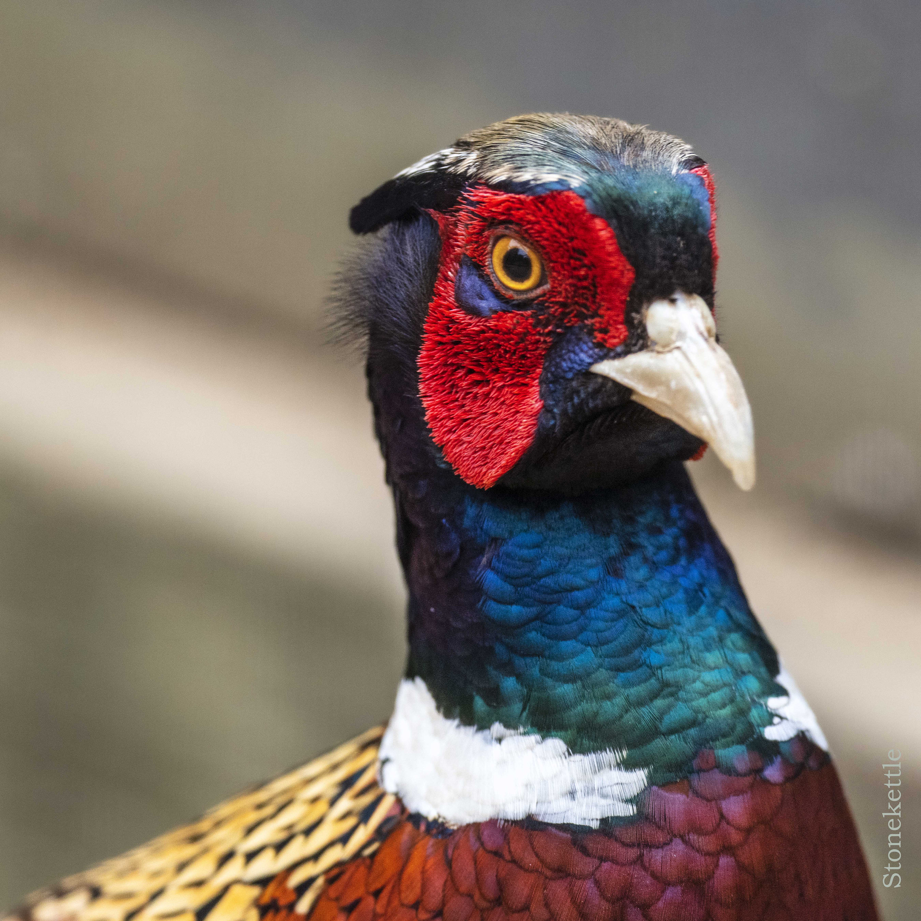 Ringneck Pheasant #1 PRINT - Etsy