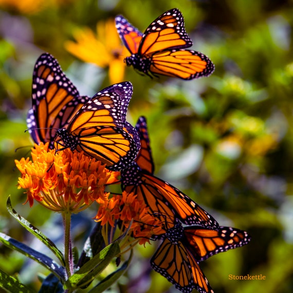 Monarch 2 Print - Etsy