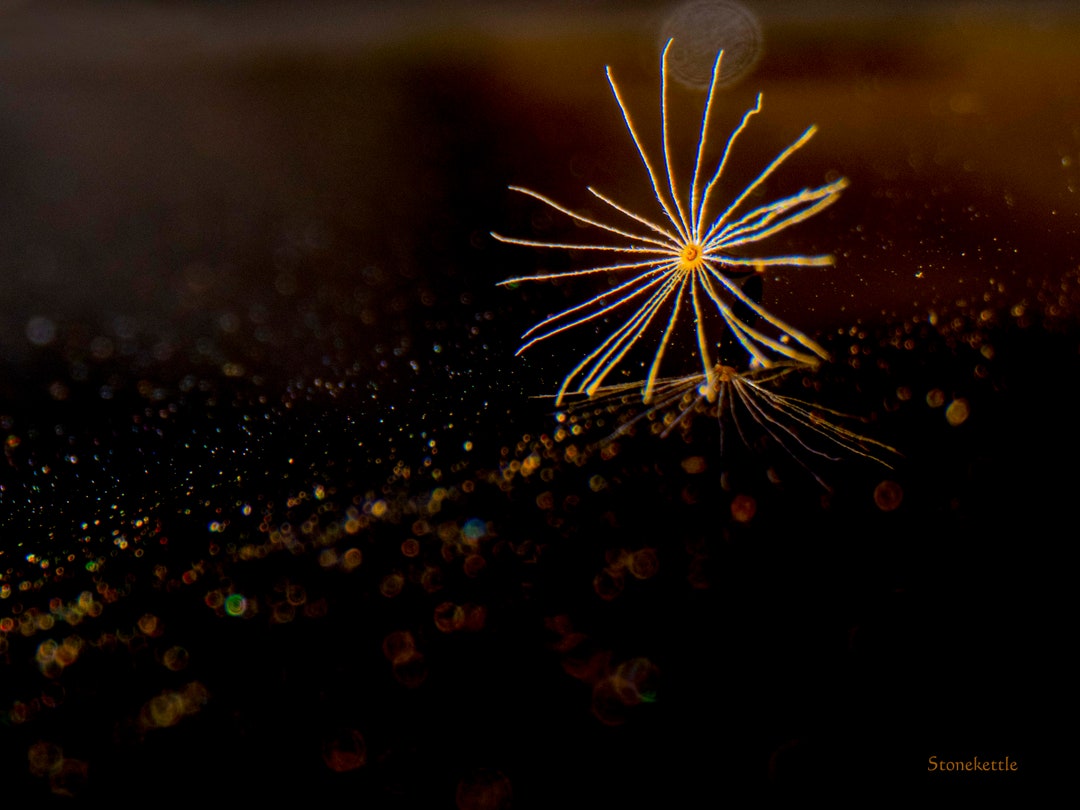 Alien Stars #1 Wide Crop - Etsy
