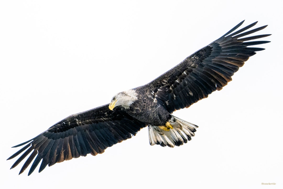 Bald Eagle #60 LARGE PRINT - Etsy