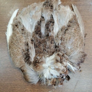 Quail Hide - Etsy
