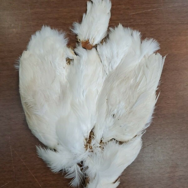 Quail Feathers - Etsy