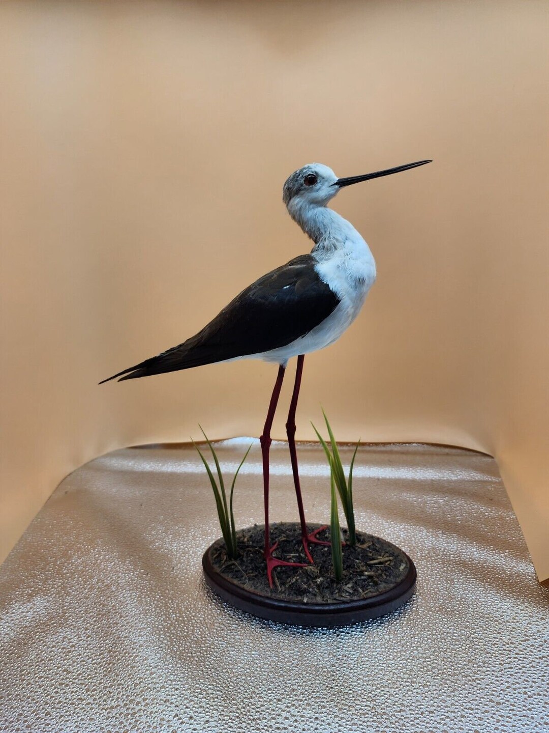 Black Winged Stilt Taxidermy Bird Mount - Etsy