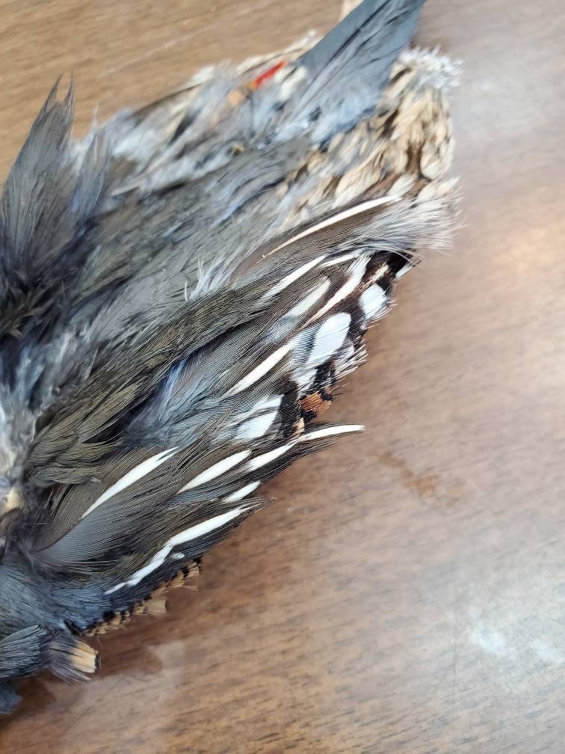 Valley Quail Feather Skin Pelt Hide E18 | Etsy