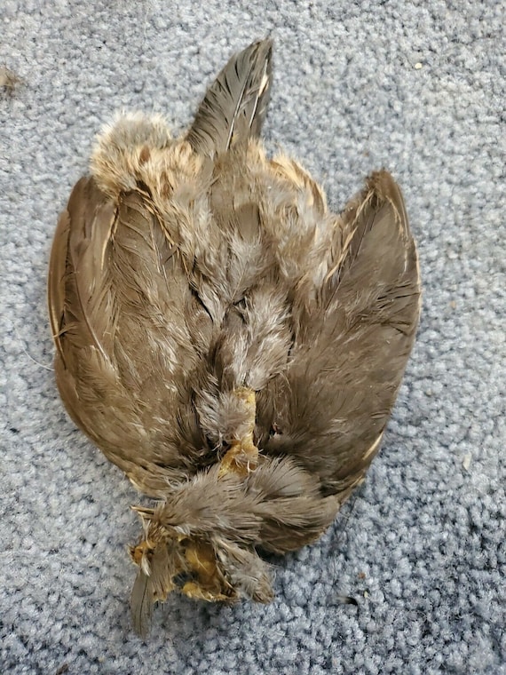 QP43 Quail Pelt Hide Skin Feathers QP43 - Etsy