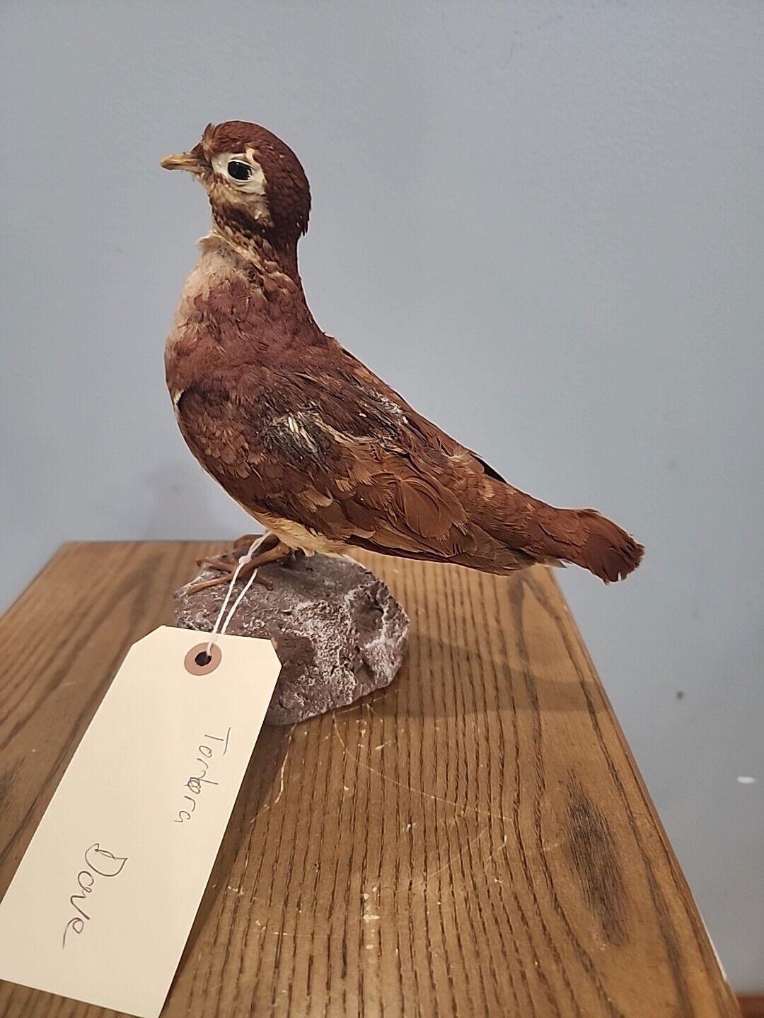 N48 Pen Raised Dove Tortora Mount Taxidermy - Etsy