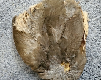 Quail Pelt - Etsy