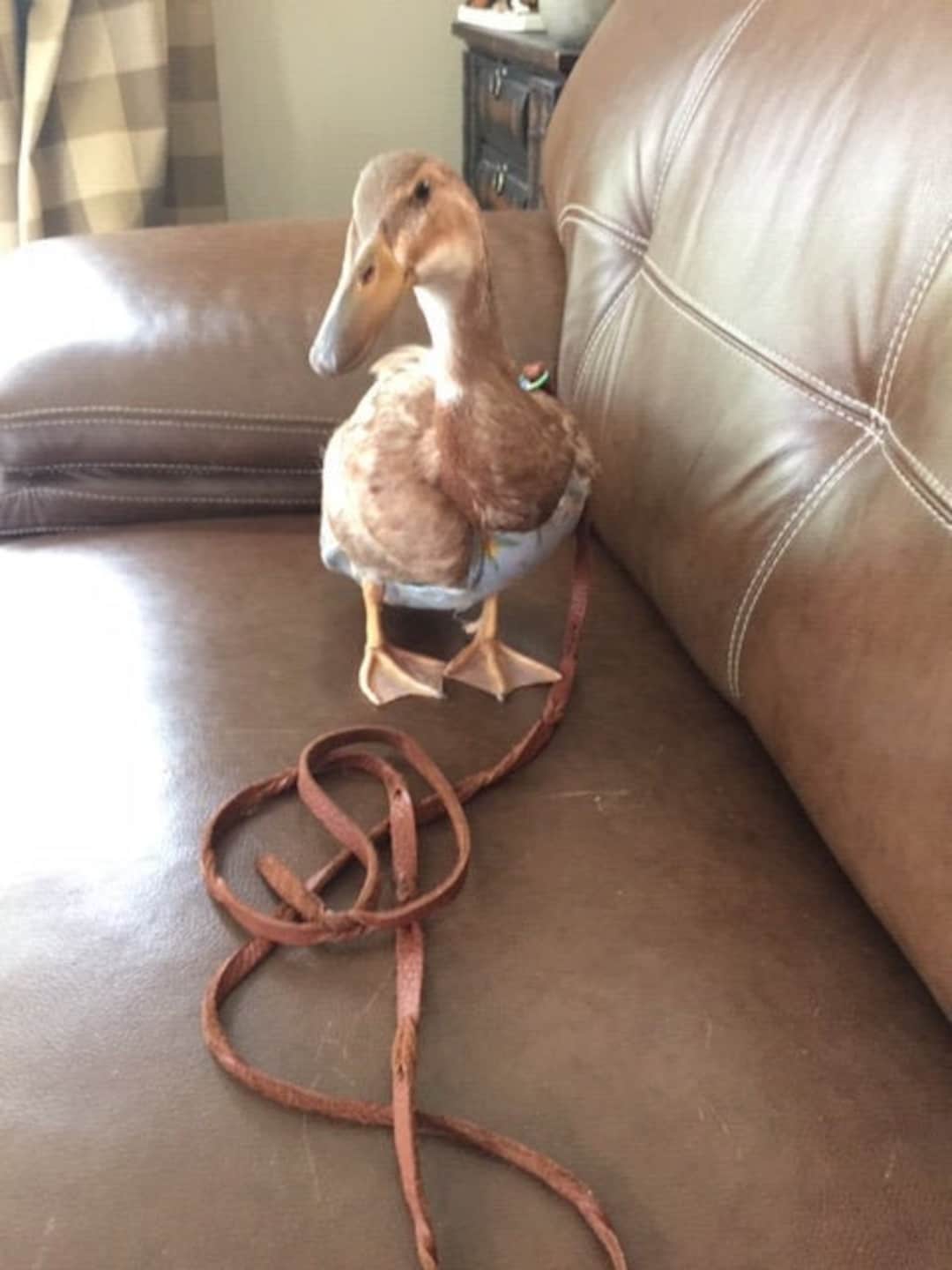 Small Animals Leash, Cats, Ducks, Dogs, Chickens - Etsy