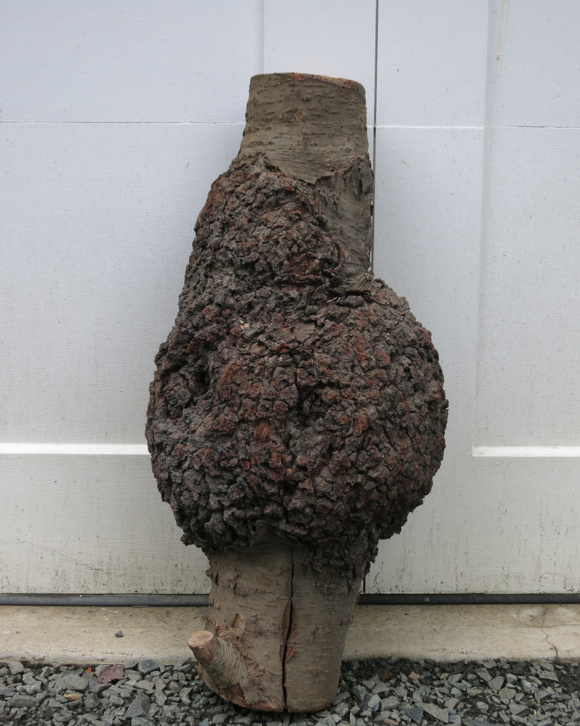 Black Birch Burl - Etsy