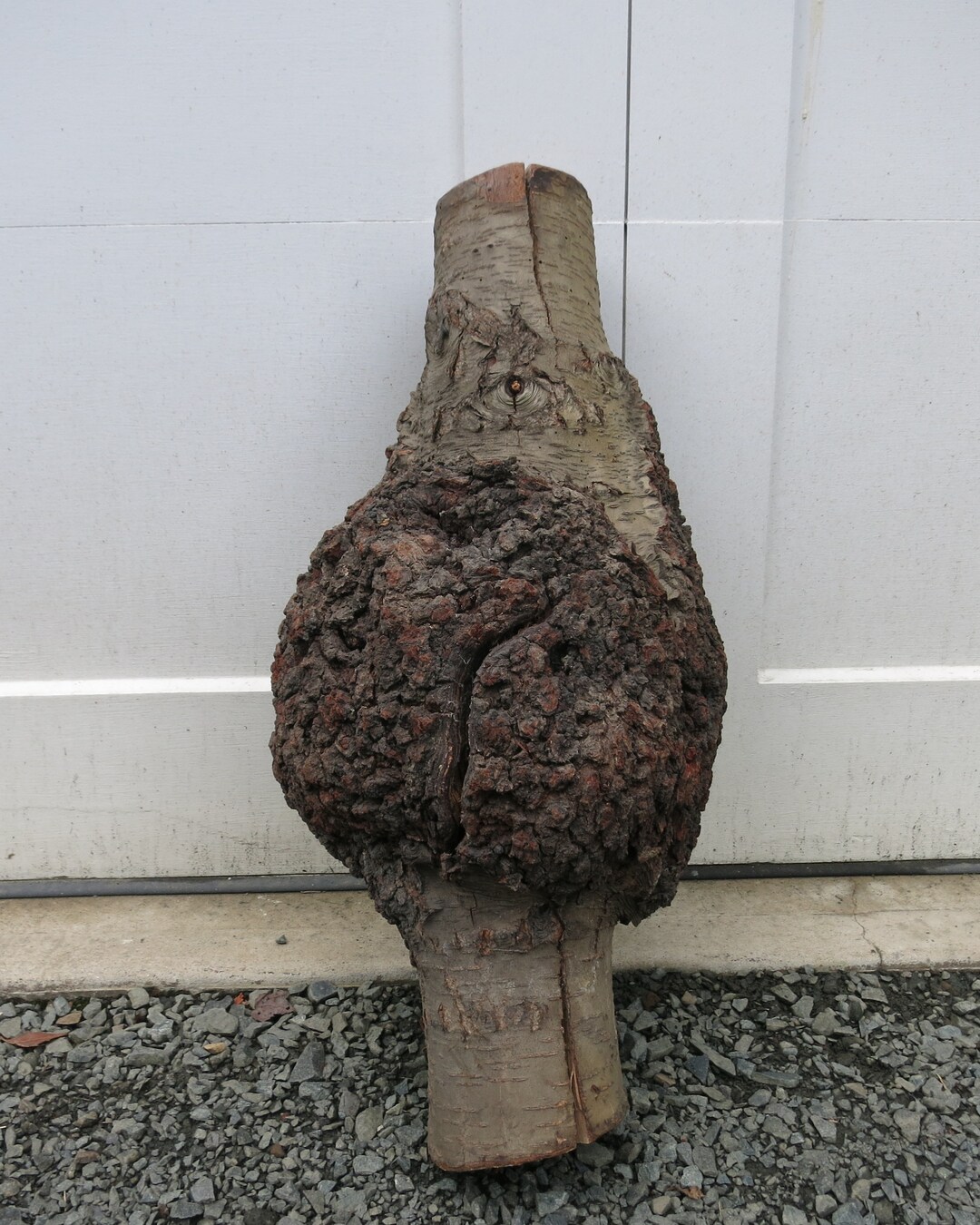 Black Birch Burl - Etsy