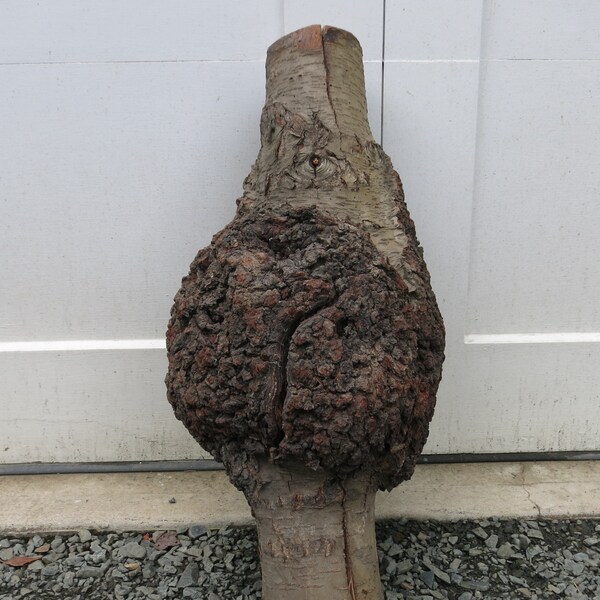 Burl - Etsy