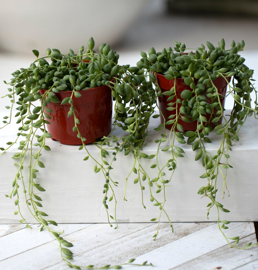 String of Tears~ 4" Grower Pot~ String of Tears~ Ready to Ship - Etsy