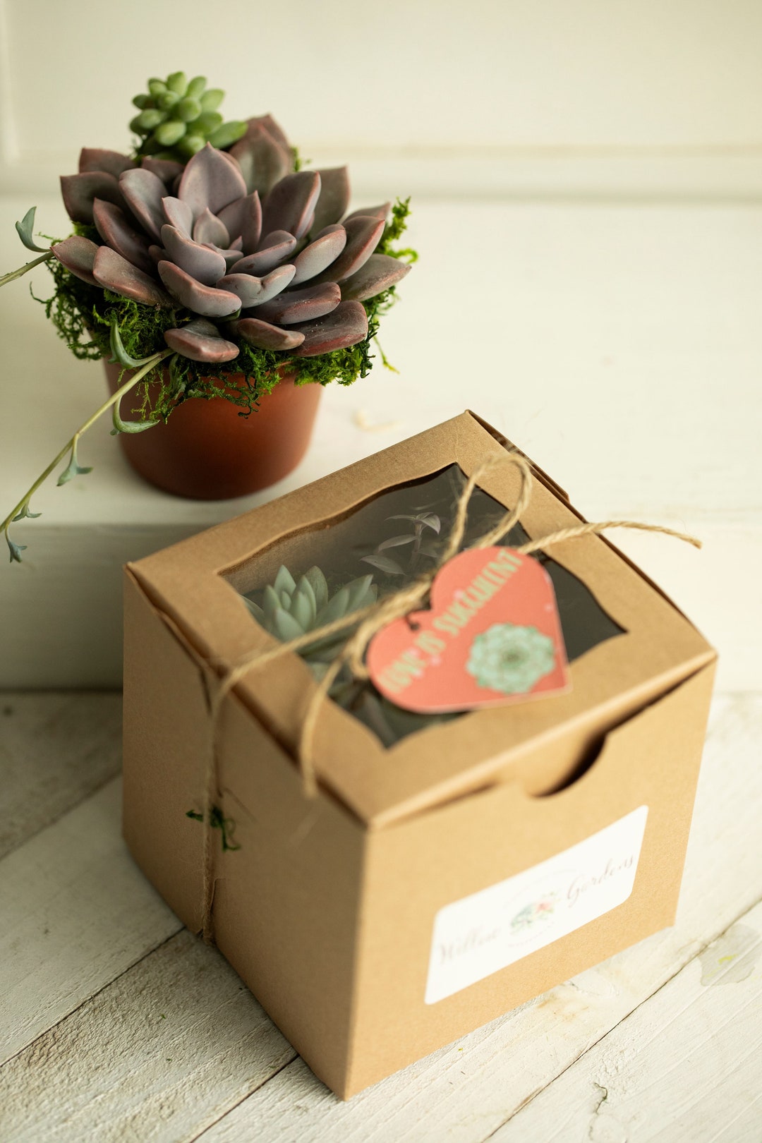 Succulent Gift Box Mixed Succulents in a 3 Inch Grower Pot One ...