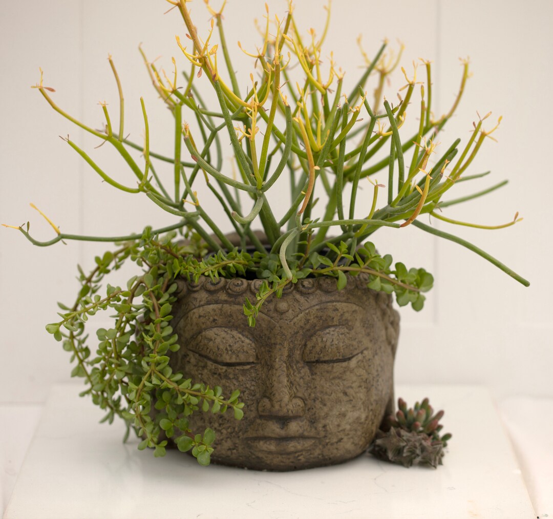 Buddha Head Planter Buddha Planter Buddha Planter Gift Drainage Hole - Etsy