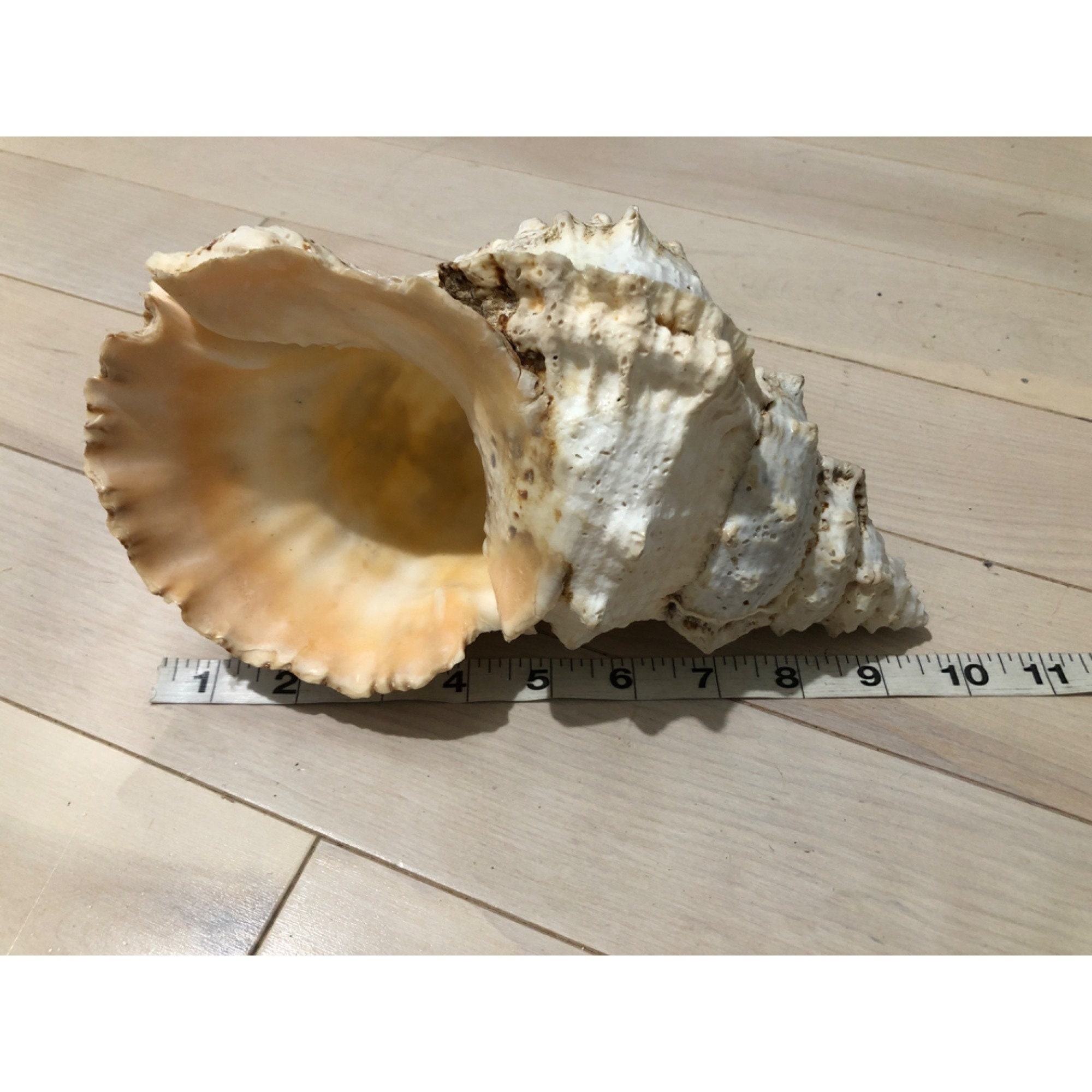 Giant Frog Pacific Lampas Tutufa Bubo Linnaeus Sea Shell 10 Inch ...