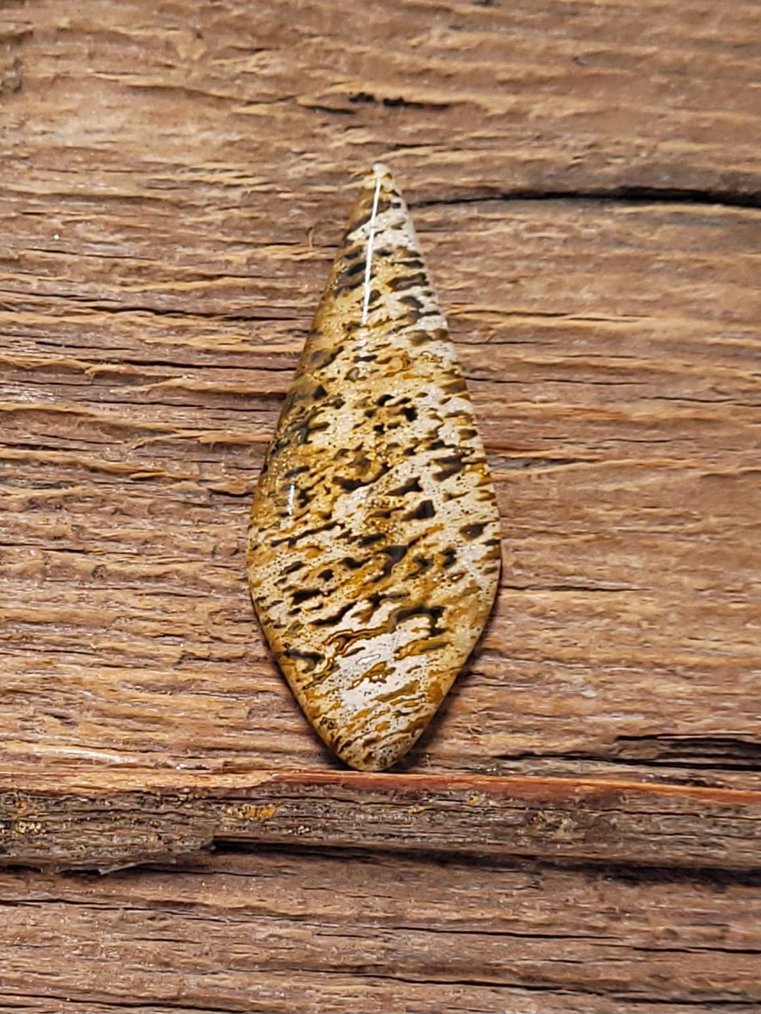 Petrified Bone Wood - Etsy