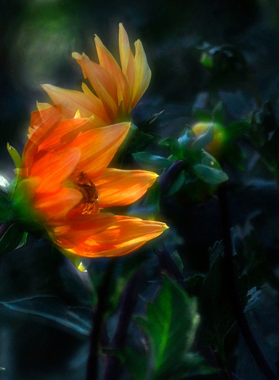 Items similar to Floral Imagery, Orange Glowing and Dancing light ...