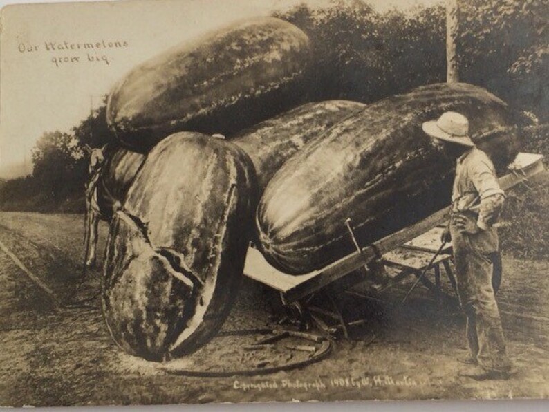Exaggeration Real Photo Postcard W. H. Martin Giant Watermelons - Etsy