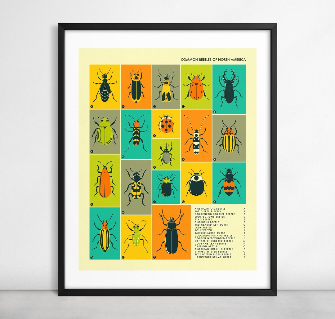 COMMON BEETLES of North America (giclée Fine Art Print on Paper or ...