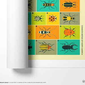 COMMON BEETLES of North America (giclée Fine Art Print on Paper or ...